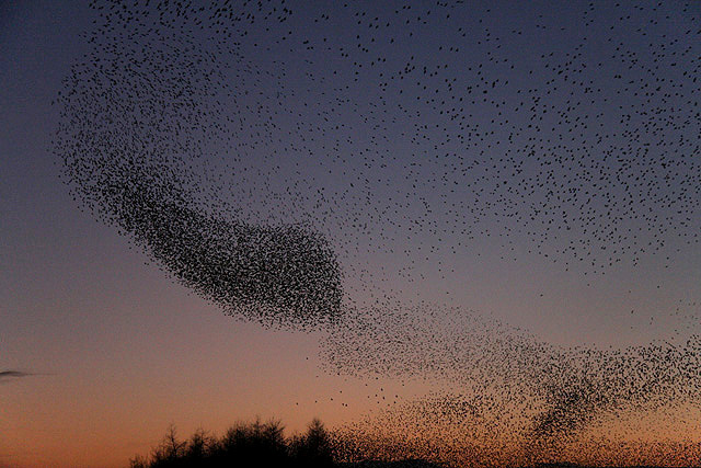 Starling Winter Flocks – Wonder Of The Natural World – Rebel Voice